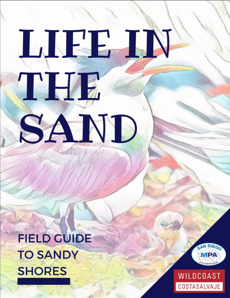 Life in the Sand: Field Guide to Sandy Shores - MPA Collaborative Network