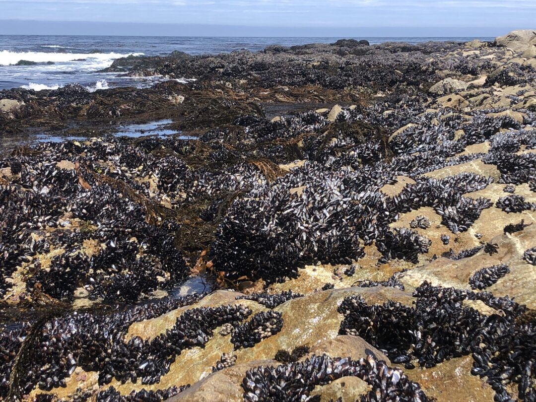 Rocky Intertidal Community Roundtable: Panel 3 – The Intersection of ...