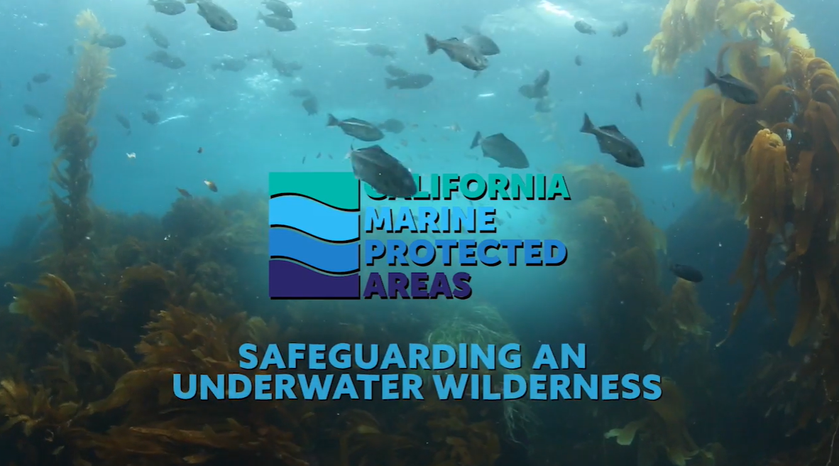The California MPA Network: Safeguarding an Underwater Wilderness - MPA ...