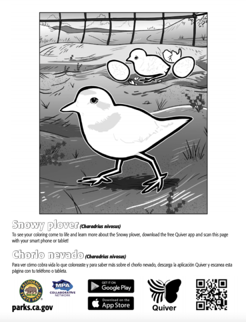 QuiverVision 3D Augmented Reality Coloring Page: Snowy Plover/Chorlo ...