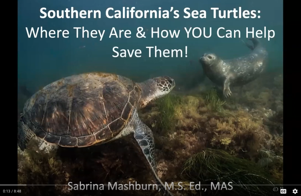 Southern California’s Sea Turtles: Where They Are and How YOU Can Help ...
