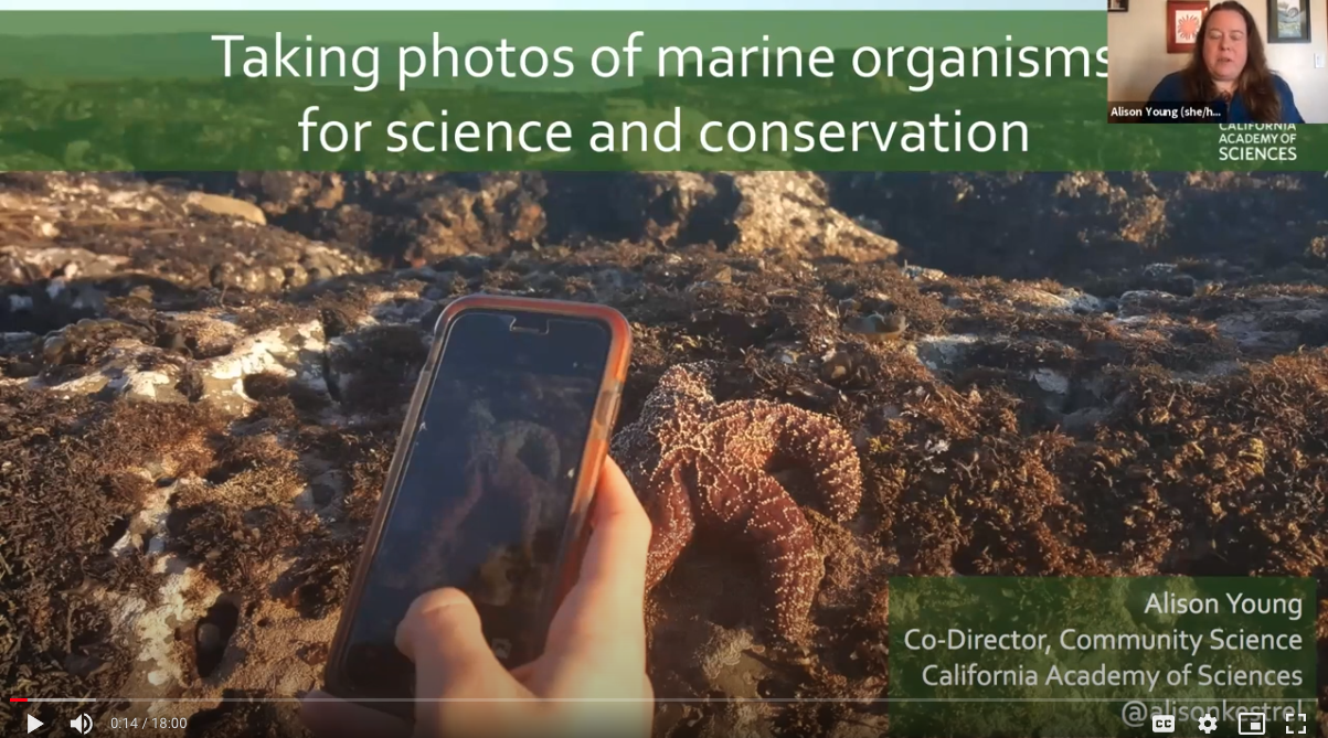 Taking photos of marine organisms for science and conservation - MPA ...
