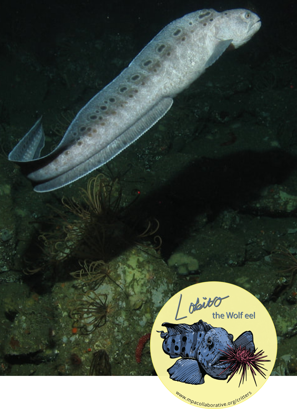 MPA Collaborative Critters