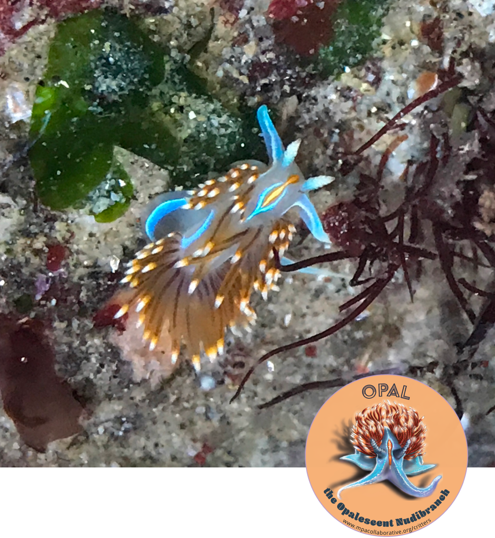 MPA Collaborative Critters